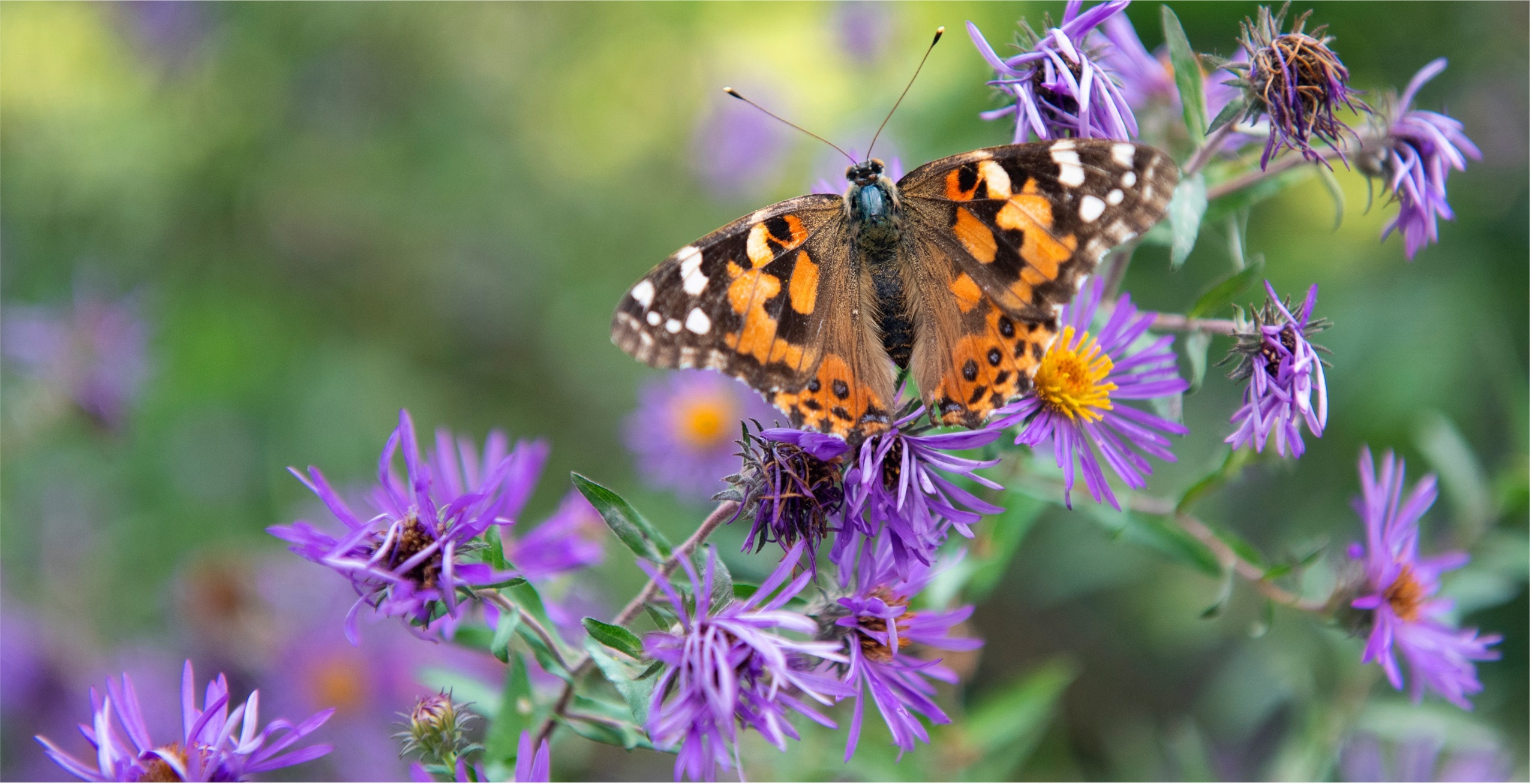 Plants for Butterflies - The Center for Pollinator Research Plants for Butterflies - The Center for Pollinator Research