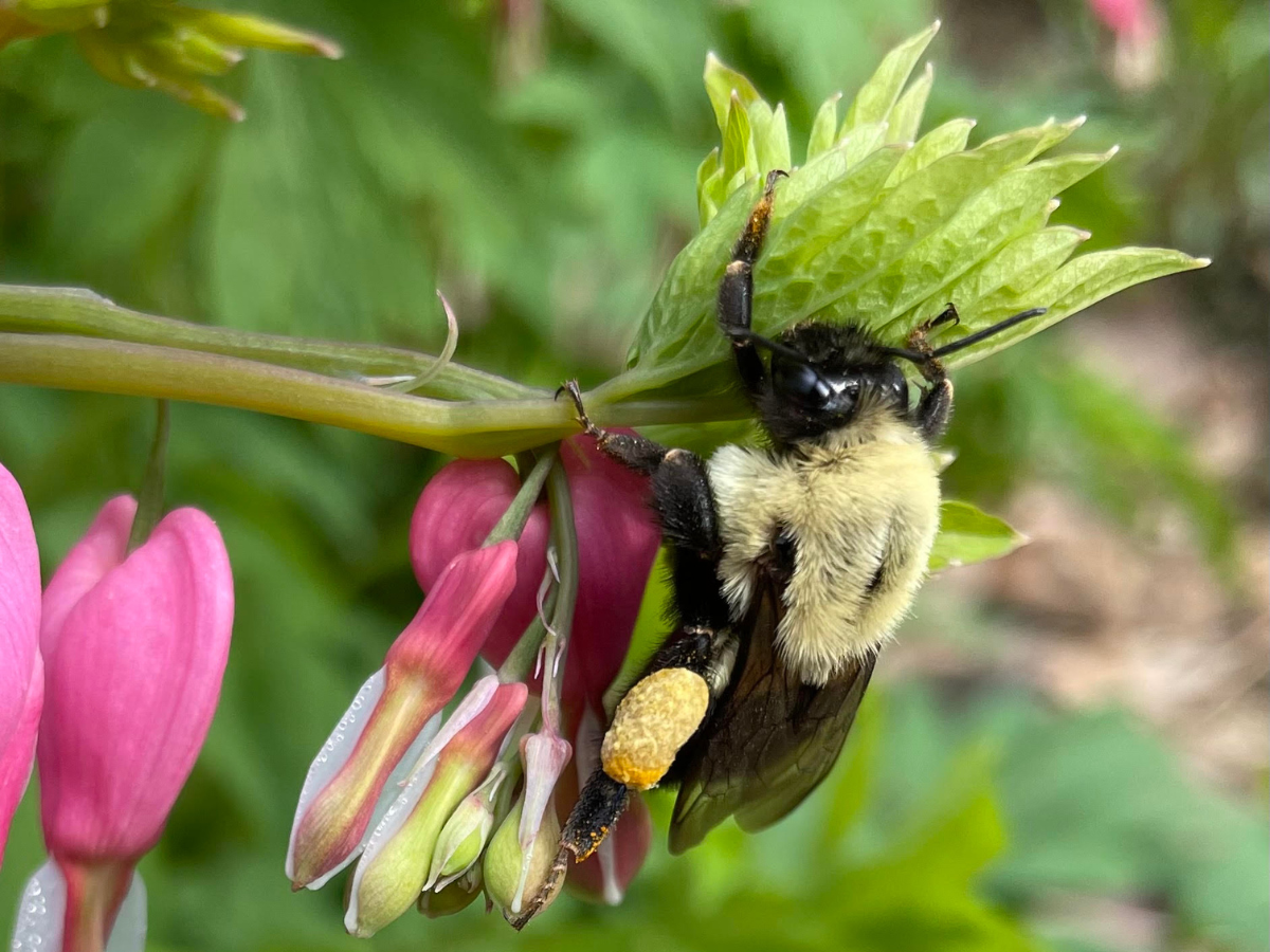 Analyzing genetic ‘signatures’ may give insight into what stresses wild bees - The Center for ...